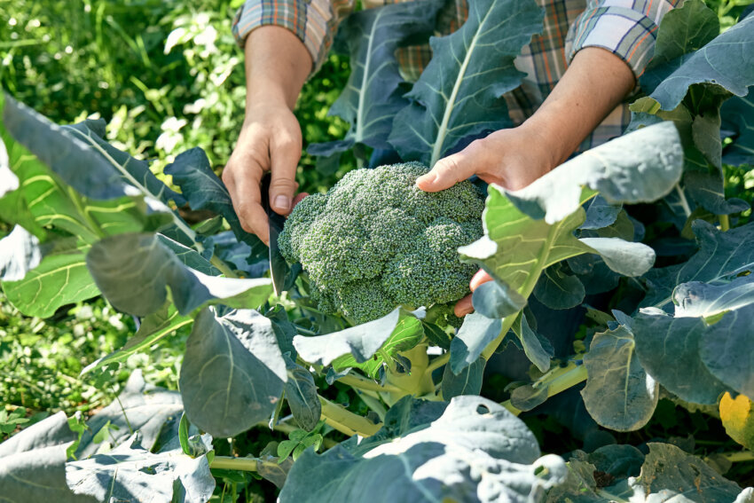Spring is a great time to consider growing foods that help reduce ...
